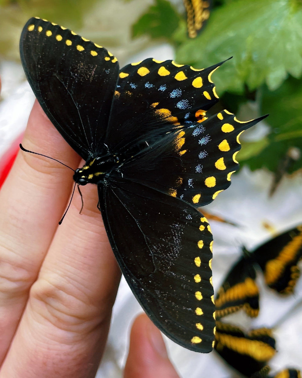 American Black Swallowtail | Papilio polyxenes | PUPAE for sale – Bugs ...
