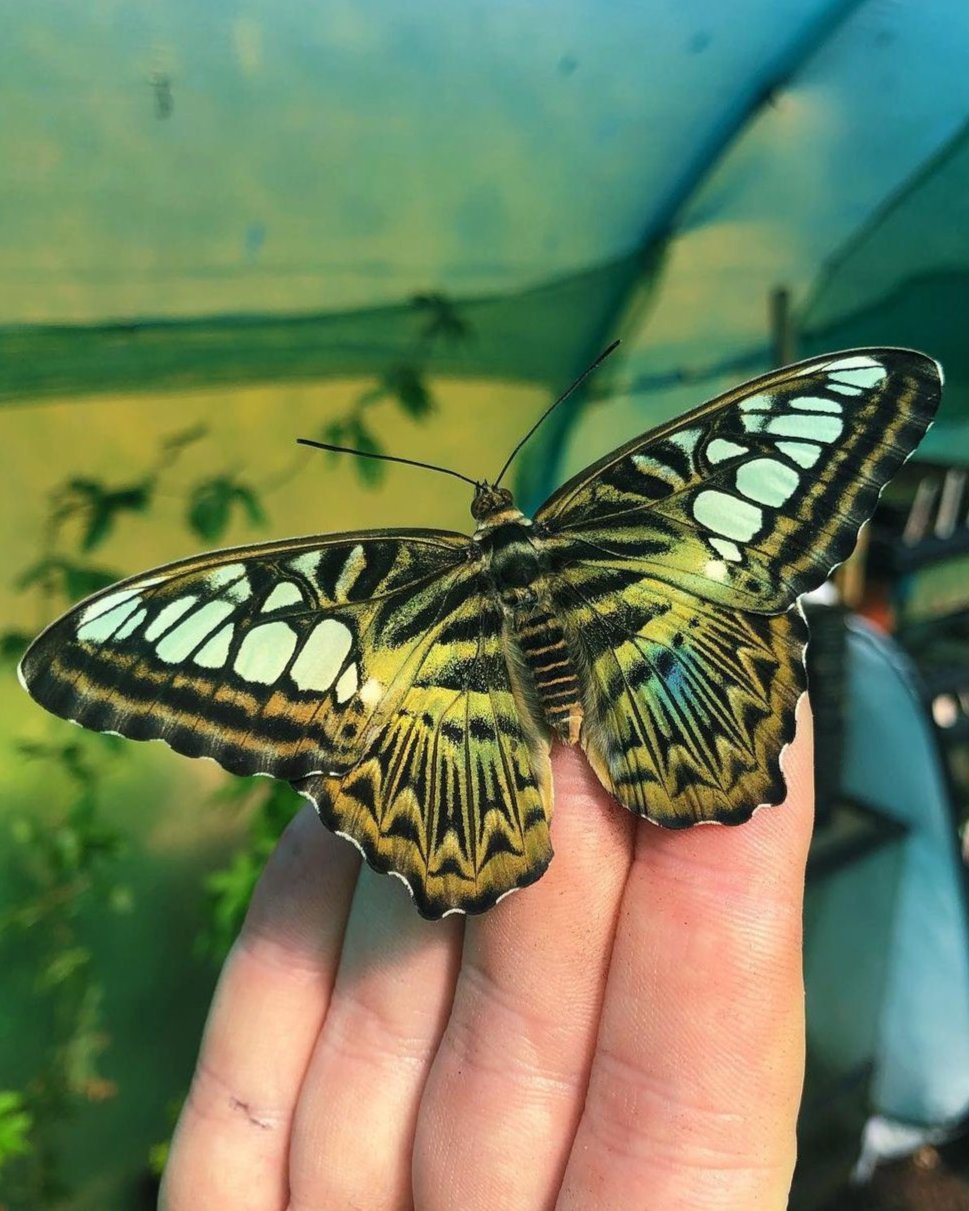 Clipper Butterfly | Parthenos sylvia PUPAE for sale – Bugs & Butterflies UK