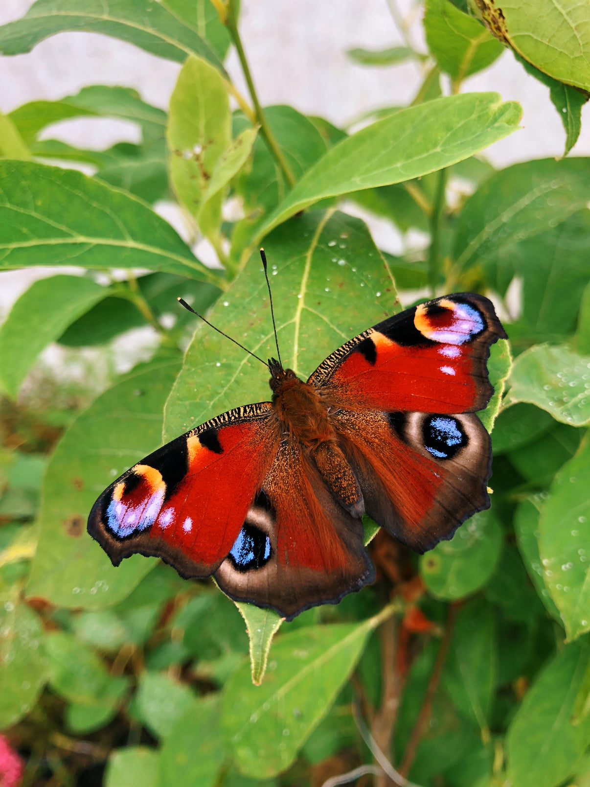 Peacock Butterfly (Aglais io) | LARVAE – Bugs & Butterflies UK
