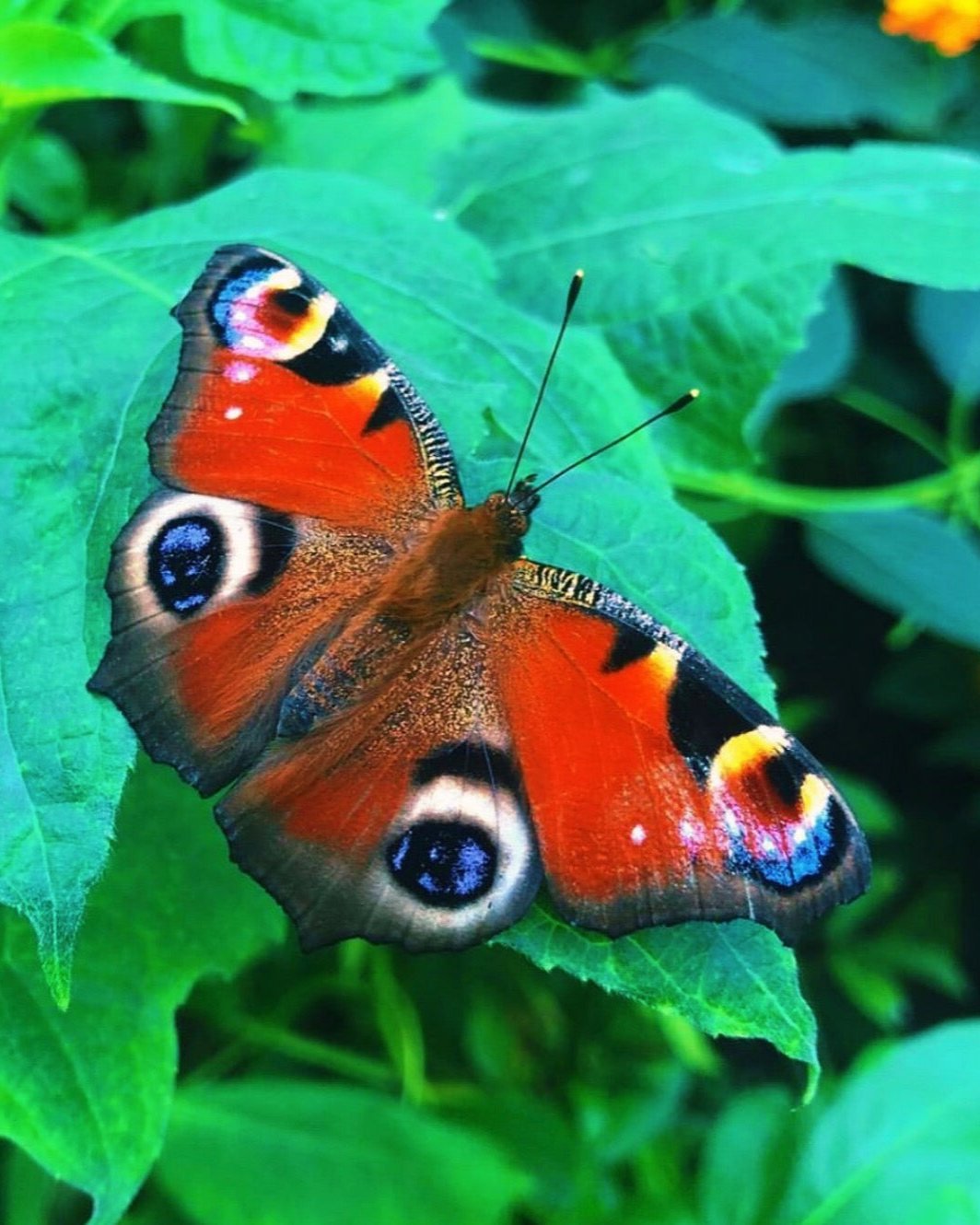 Peacock Butterfly (Aglais io) | LARVAE – Bugs & Butterflies UK