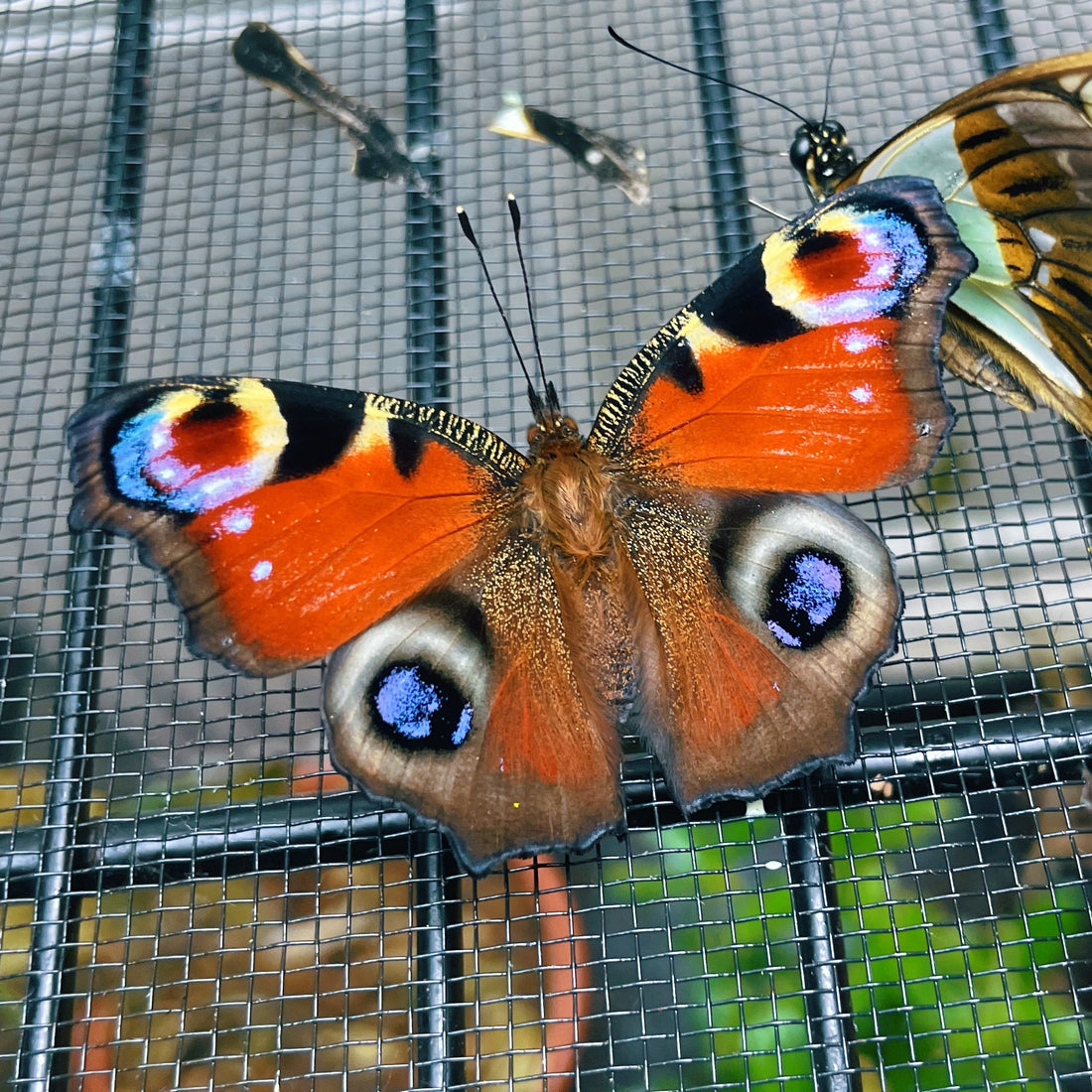 Native UK Butterfly Care Guide — Gardening, Feeding & Release – Bugs ...