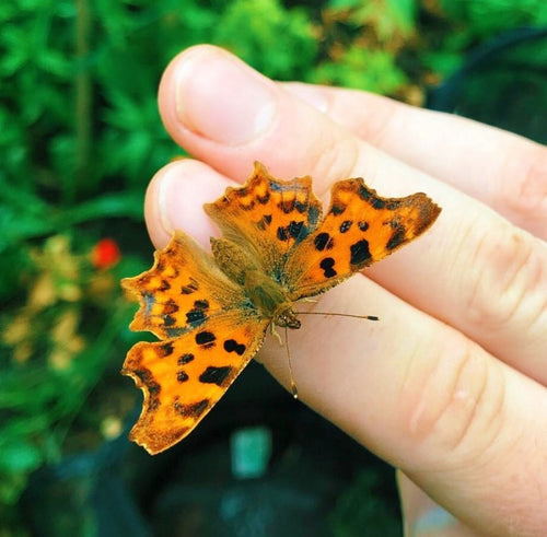 Native UK Butterfly Care Guide — Gardening, Feeding & Release – Bugs ...