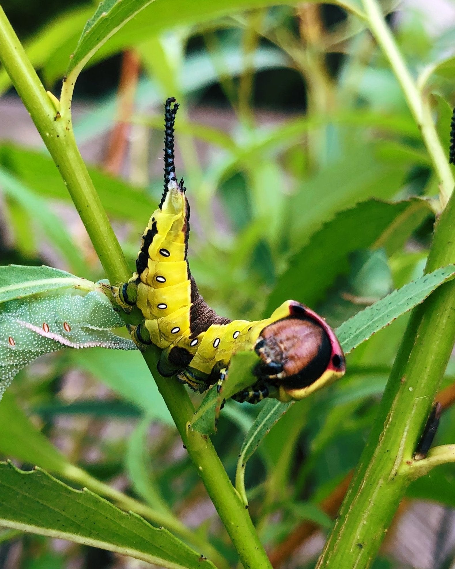 Caring for Eggs & Caterpillars – Bugs & Butterflies UK