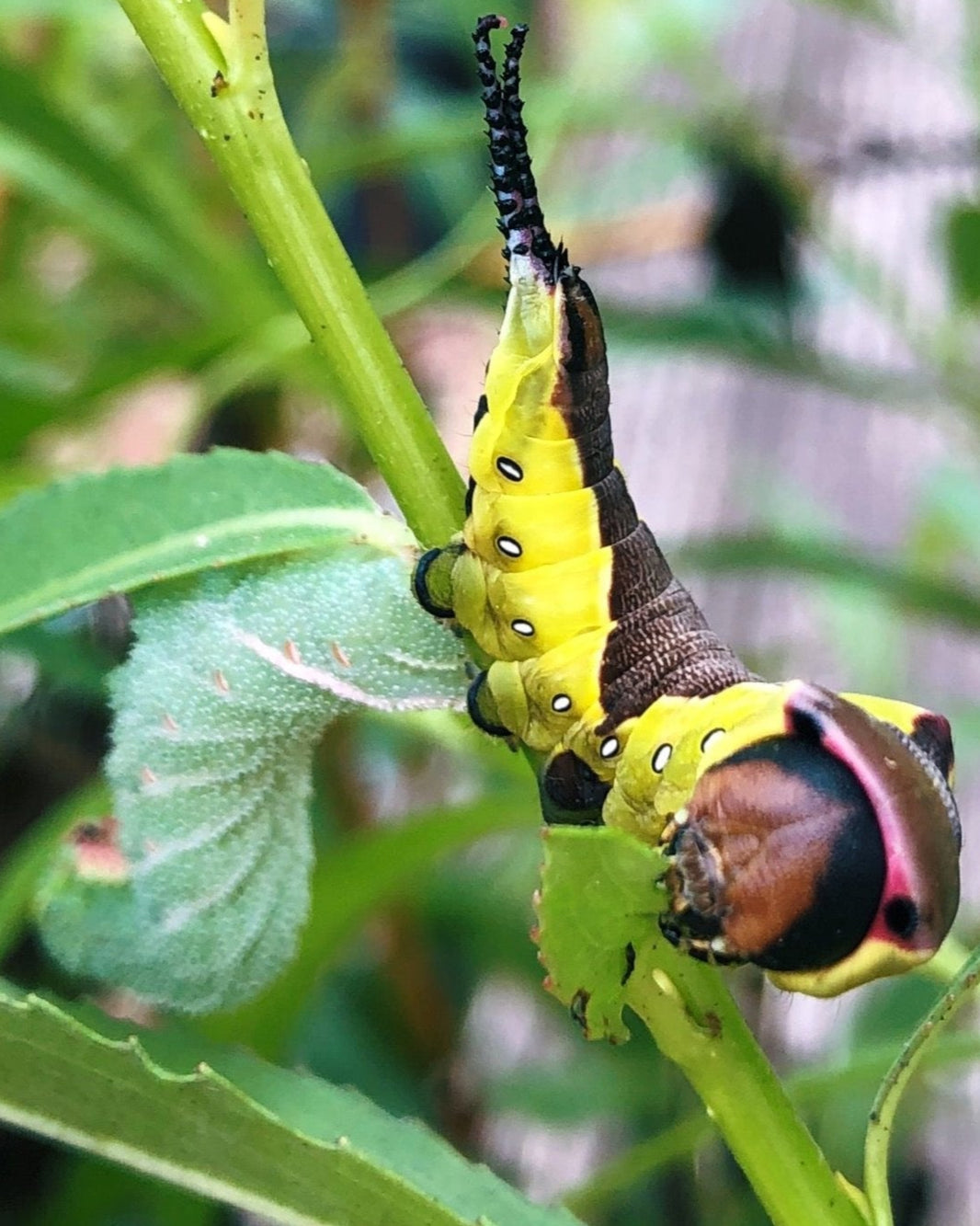 Live Butterfly Eggs & Caterpillars – Bugs & Butterflies UK
