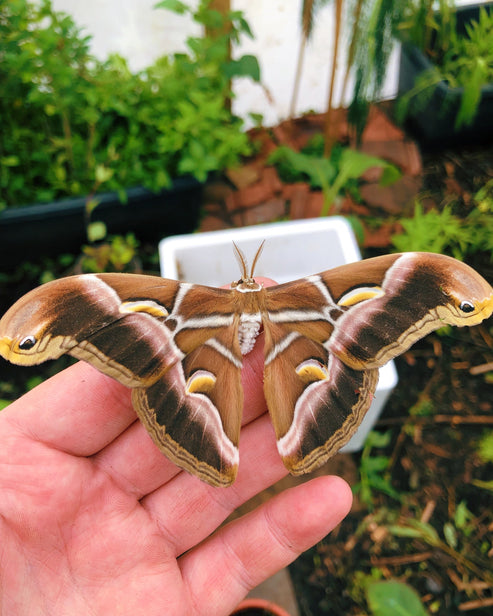 Castor Silk-Moth | Samia ricini EGGS for sale – Bugs & Butterflies UK