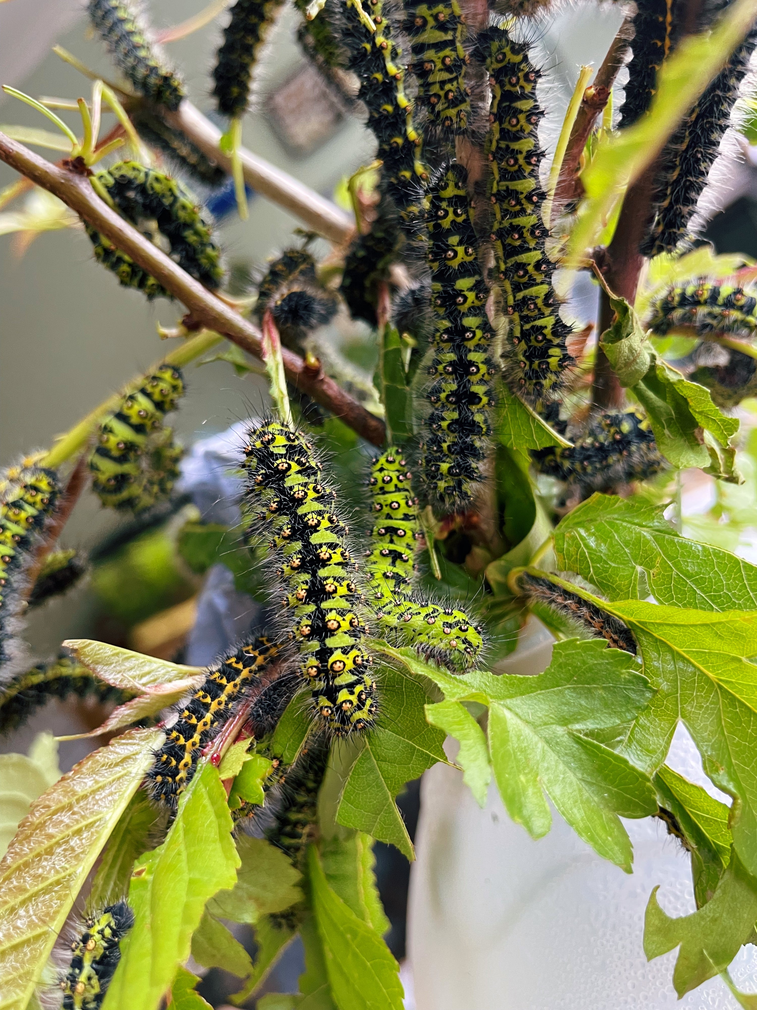 British Emperor Moth Care Guide (Saturnia pavonia) – Bugs & Butterflies UK