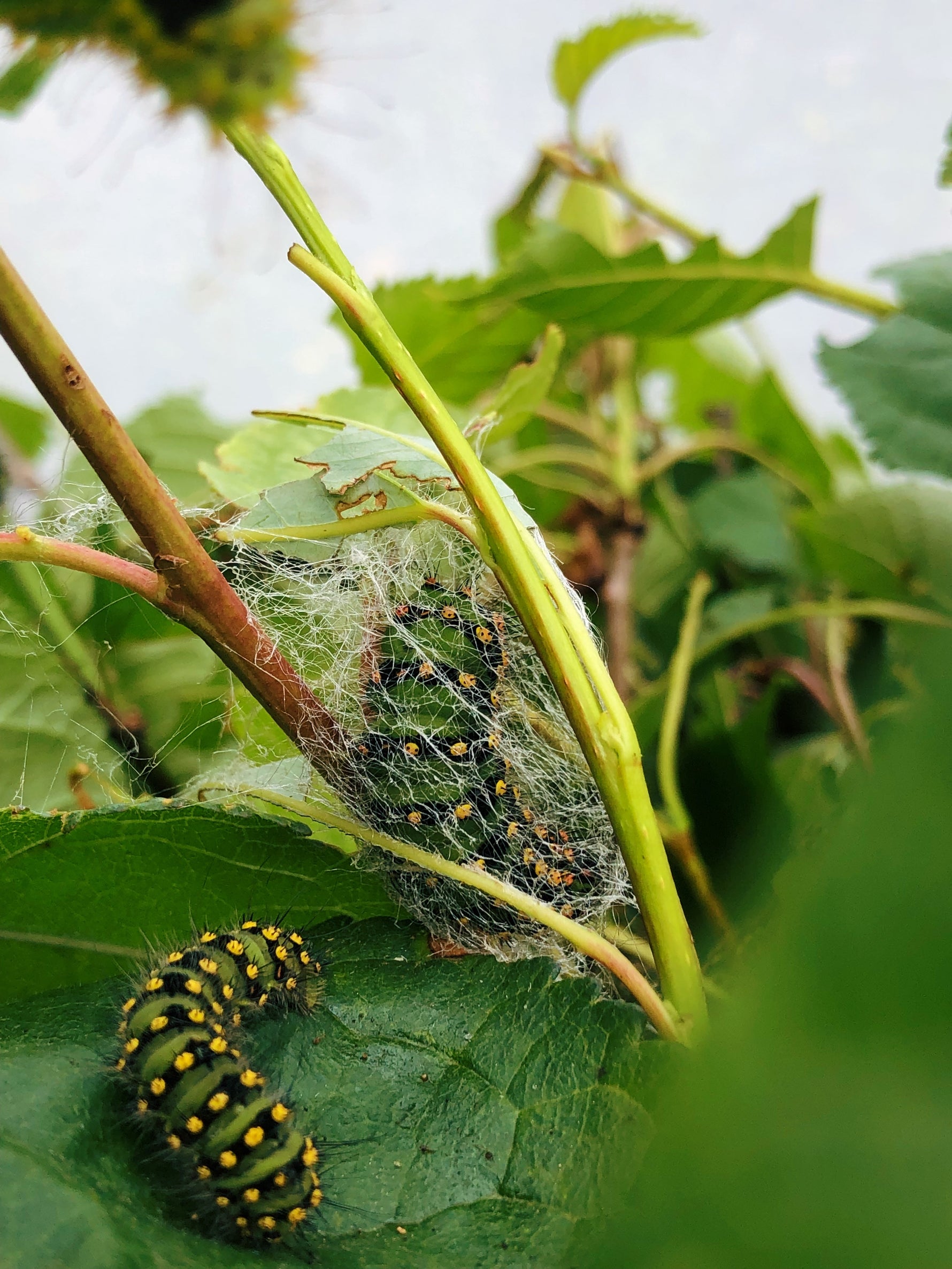 British Emperor Moth Care Guide (Saturnia pavonia) – Bugs & Butterflies UK