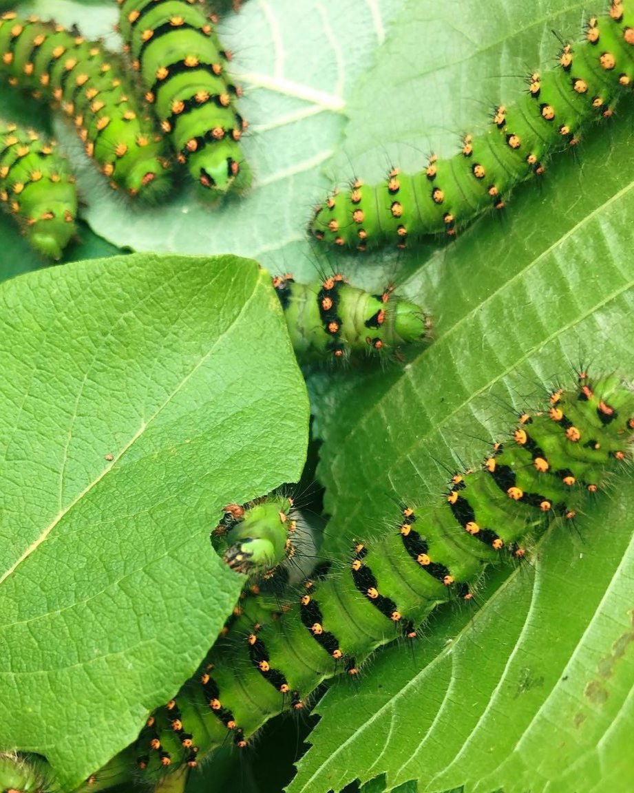 British Emperor Moth Care Guide (Saturnia pavonia) – Bugs & Butterflies UK