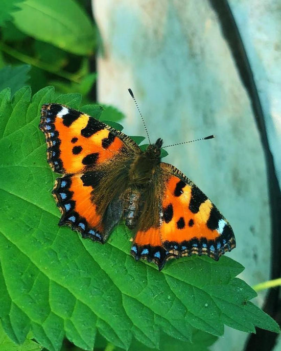 Native UK Butterfly Care Guide — Gardening, Feeding & Release – Bugs ...