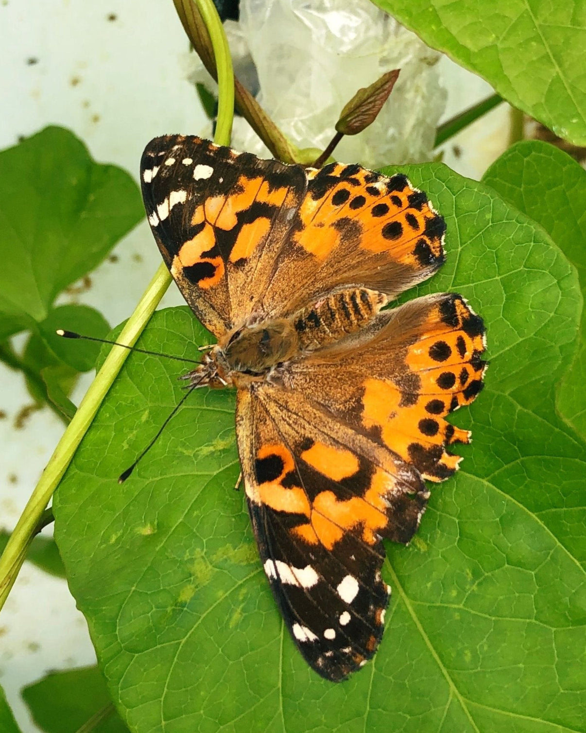Painted Lady (Vanessa cardui) | EGGS – Bugs & Butterflies UK