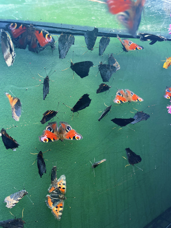 Assorted Native Butterfly Pupae for Sale | UK Species Mix – Bugs ...
